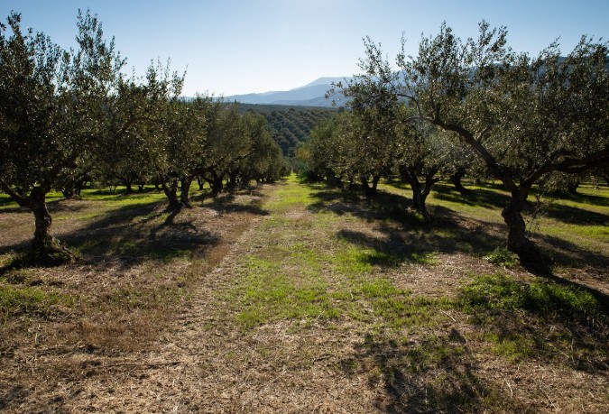 Βιολογικό ελαιόλαδο, εξαιρετικά χαμηλής οξύτητας - di Morea